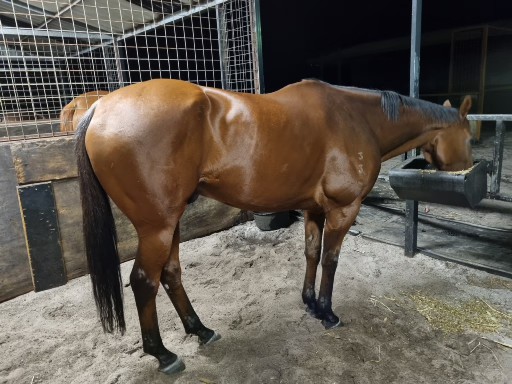 Gallery | Diamond Racing